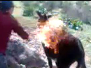 Algeria: teenagers set fire on donkey and post video on Internet ...